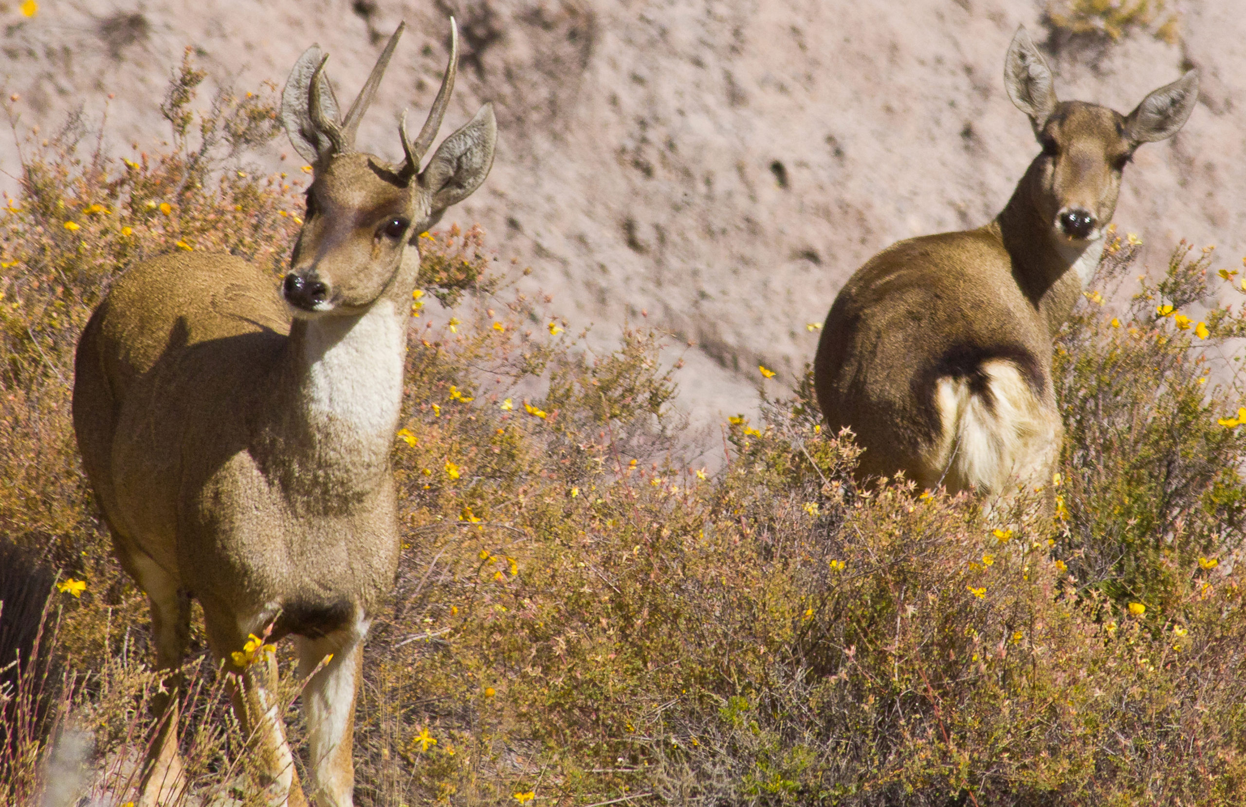 Taruca (Hippocamelus antisensis)